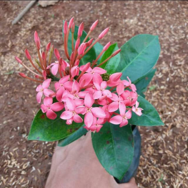 Jual Tanaman hias Asoka mini - asoka holand pink - asoka jambon - soka ...