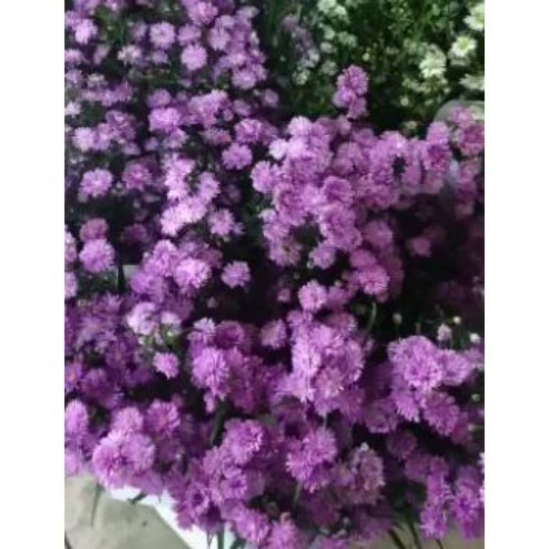 Jual Bunga peacock 1 ikat | Shopee Indonesia