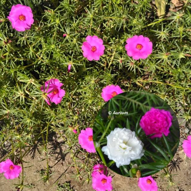 Jual KROKOT / MOSS ROSE / SUTRA BOMBAY / PORTULACA GRANDIFLORA/ BUNGA ...