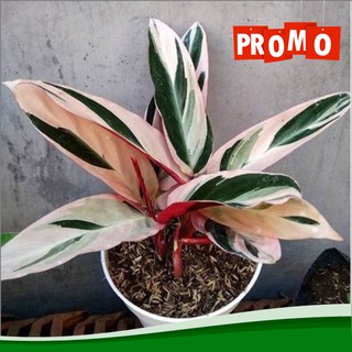 Jual Promo!!!! tanaman hias bunga calathea multicolor/kalatea merah ...