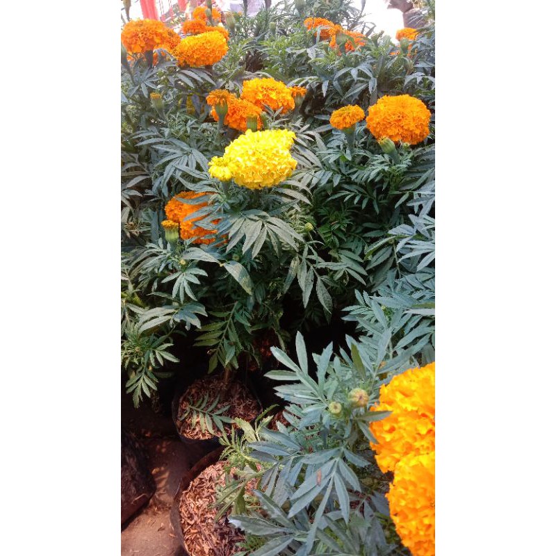 bunga marigold | Shopee Indonesia