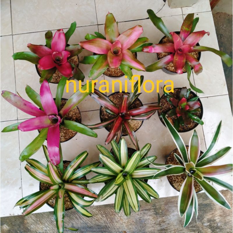 Jual Paket Murah Tanaman Bromelia 9 Jenis | Shopee Indonesia