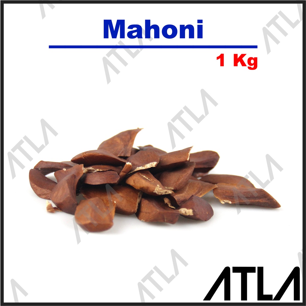 Benih Pohon Mahoni 1 kg Biji Tanaman Obat Bibit Buah Kayu Herbal 1kg ...