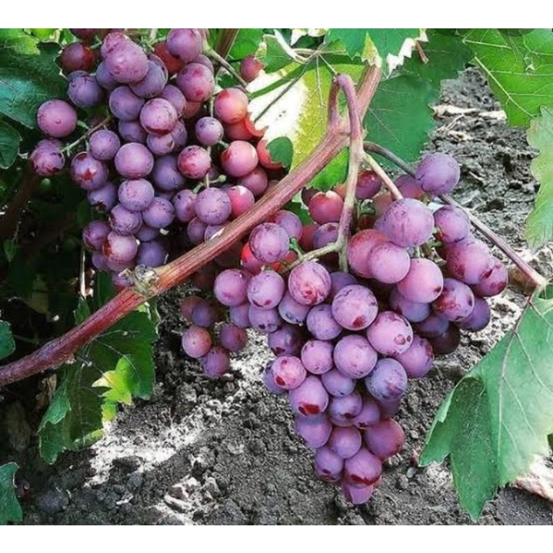 Jual Anggur jenis Everest | Shopee Indonesia