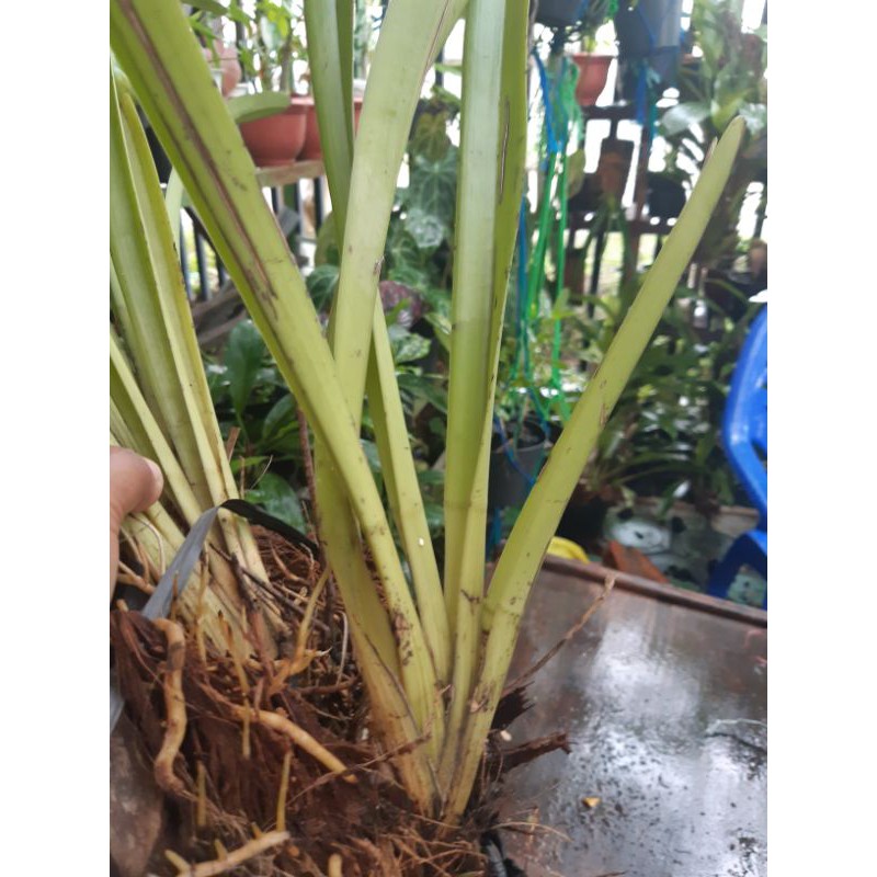 Jual anggrek pandan / anggrek hutan spesies kalimantan | Shopee Indonesia