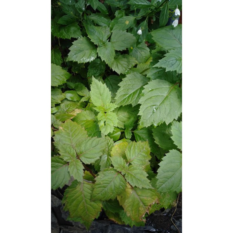 Jual Tanaman Obat Daun Nilam minim order 4 pohon | Shopee Indonesia