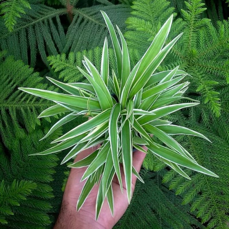 Jual tanaman hias lily paris lili paris - umbi - spaider plant ...