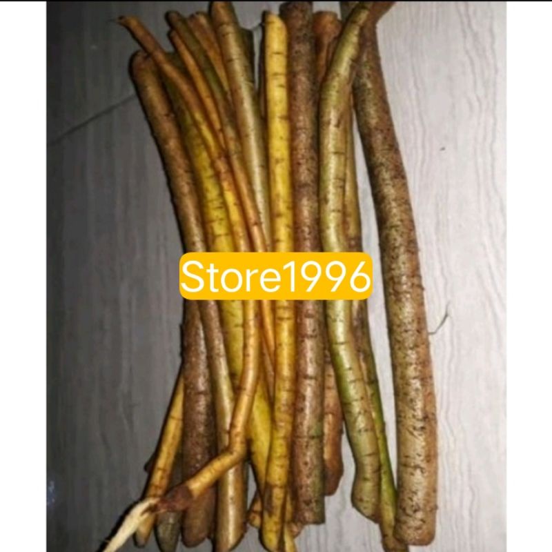 Jual jual Akar tuba/ akar jenu segar paket 1 kg poromo pestisida ...