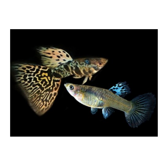 Jual Ikan Guppy Yellow Tiger king cobra (YTKC) Super Grade Indonesia|Shopee Indonesia