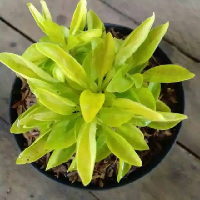 Jual Tanaman hias krokot kuning - kerokot kuning - mini kerokot kuning ...