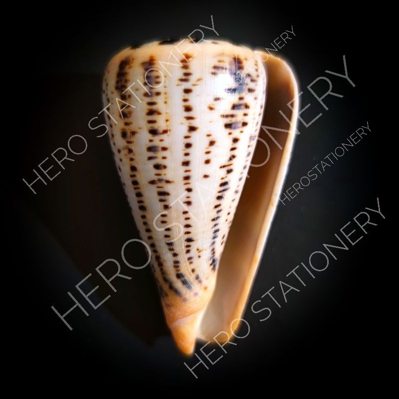 Jual Cangkang shell rumah keong siput Conus suratensis | Shopee Indonesia