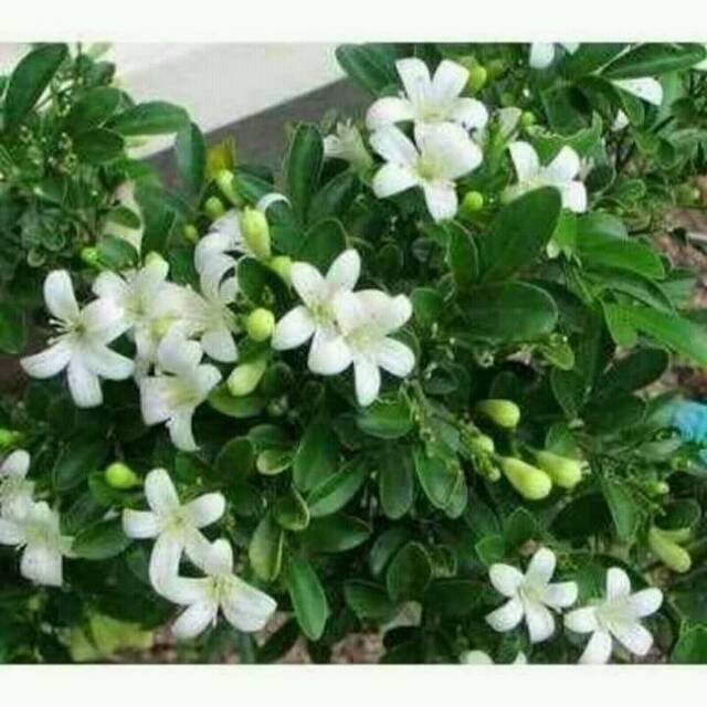 Bibit Bunga Kemuning | Shopee Indonesia