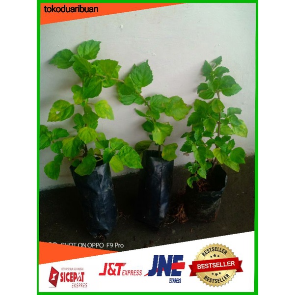 Jual 2 POHON TANAMAN DILEM / POHON NILAM - sebagai bahan parfum/ minyak ...