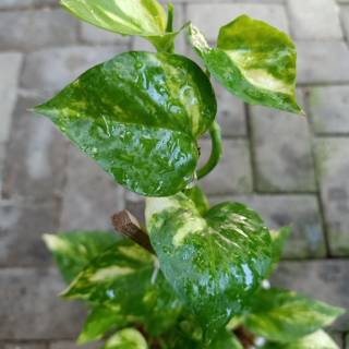 Jual pohon sri gading atau sirih gading variagata | Shopee Indonesia