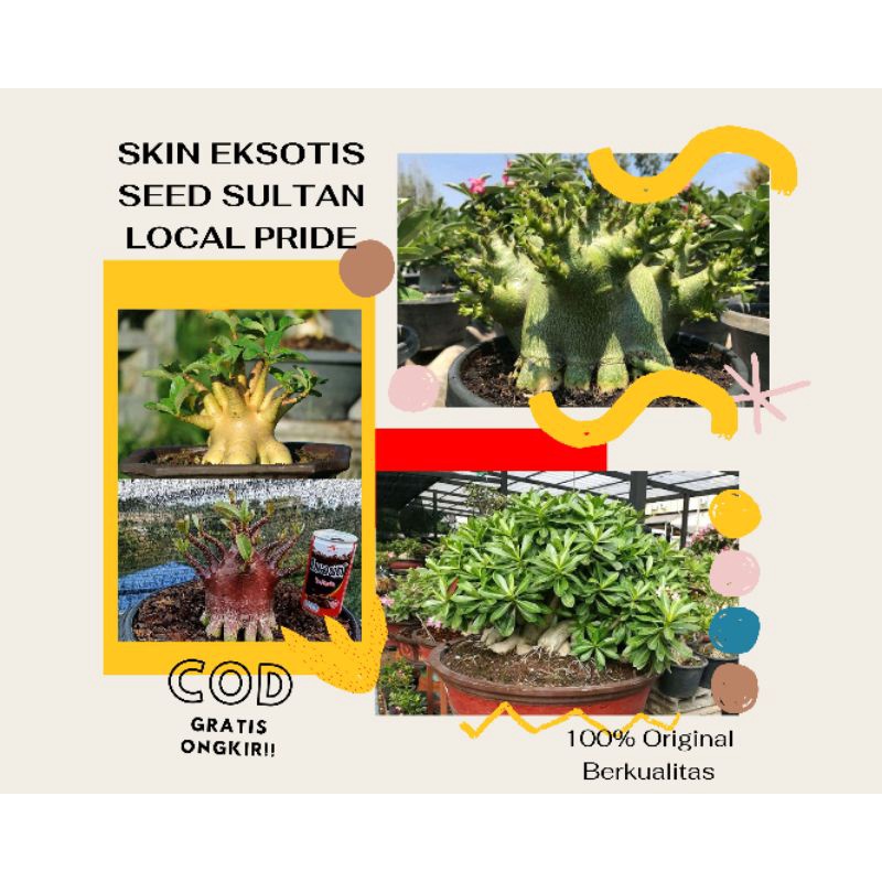 Jual WARNA EKSOTIS BIJI ADENIUM | LOCAL PRIDE | SEED ADENIUM GODJI ...