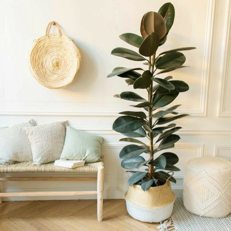 Jual Tanaman hias karet kebo / karet kebo/ ficus elastica +- 1meter ...