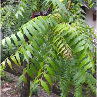 Jual RESMI DAUN MIMBA INTARAN NEEMTREE AZADIRACHTA INDICA ANTI KANKER ...