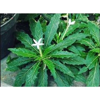 Jual Pohon Herbal katarak Bunga Kitolod - Kembang Kitolod / jangar ...