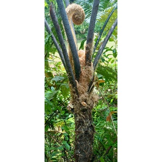 Jual Pakis monyet pakis haji pakis kera pakis tiang tanaman | Shopee ...