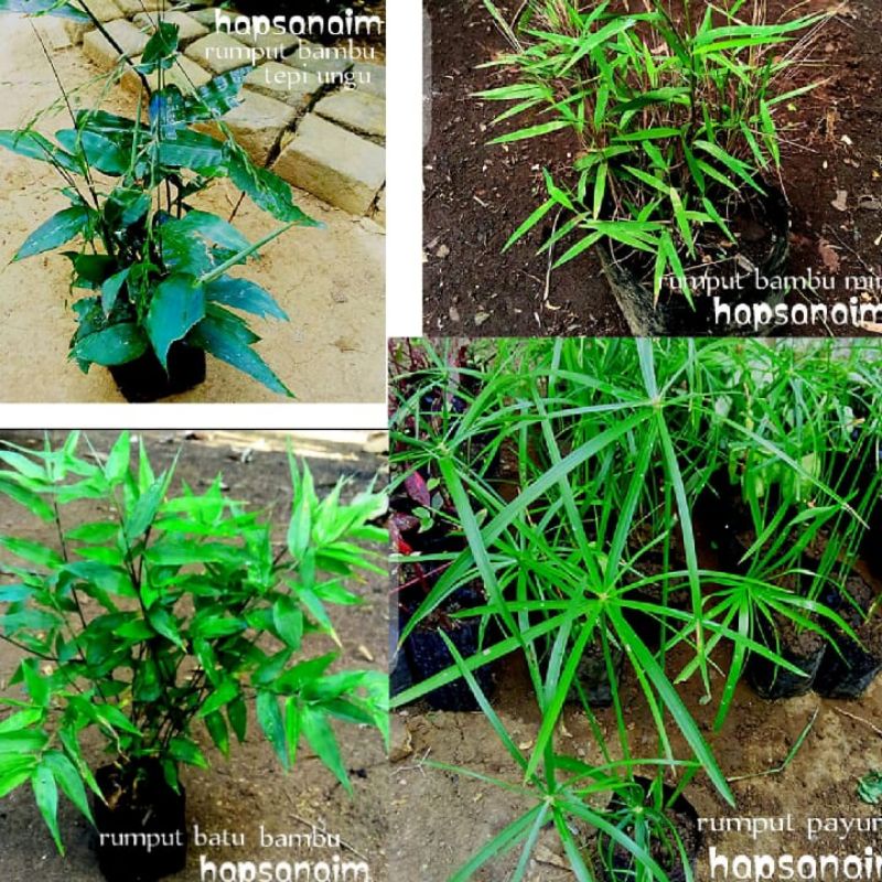 Jual tanaman Rumput Payung Air rumput Bambu mini 20-35cm Indonesia ...