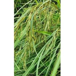 Jual Jual Bunga kembang sereh manyah sereh hutan segar per 15 tangkai ...