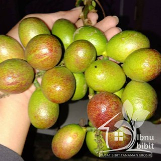 Jual bibit matoa Harga Terbaik Juni 2022 | Shopee Indonesia