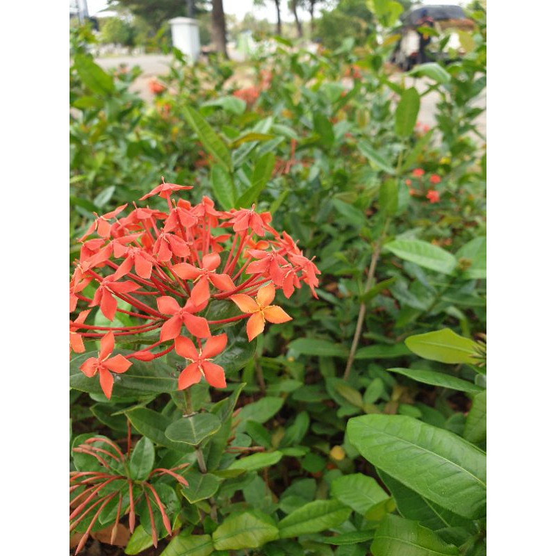 Jual Tanaman Hias Soka Merah | Shopee Indonesia