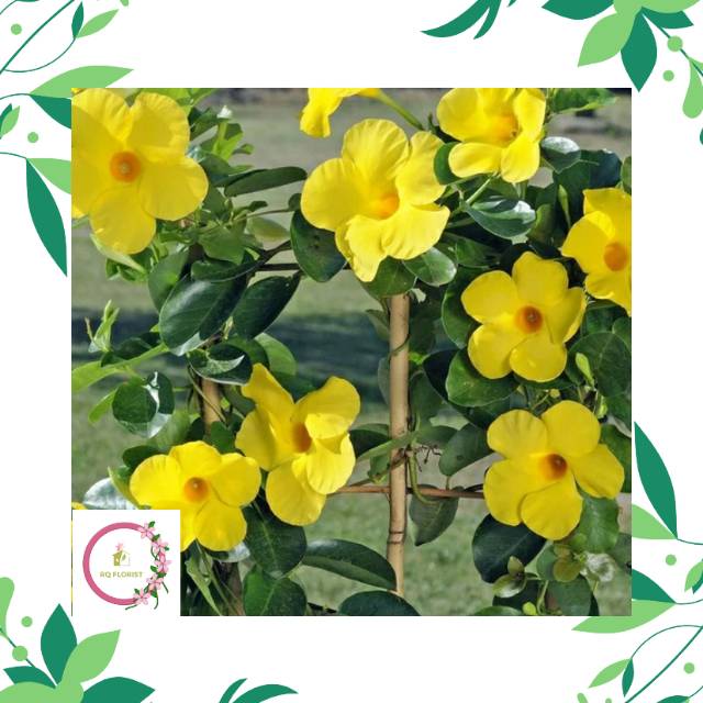 Simak! 46+ Tanaman Rambat Bunga Kuning Kekinian - Informasi Seputar ...