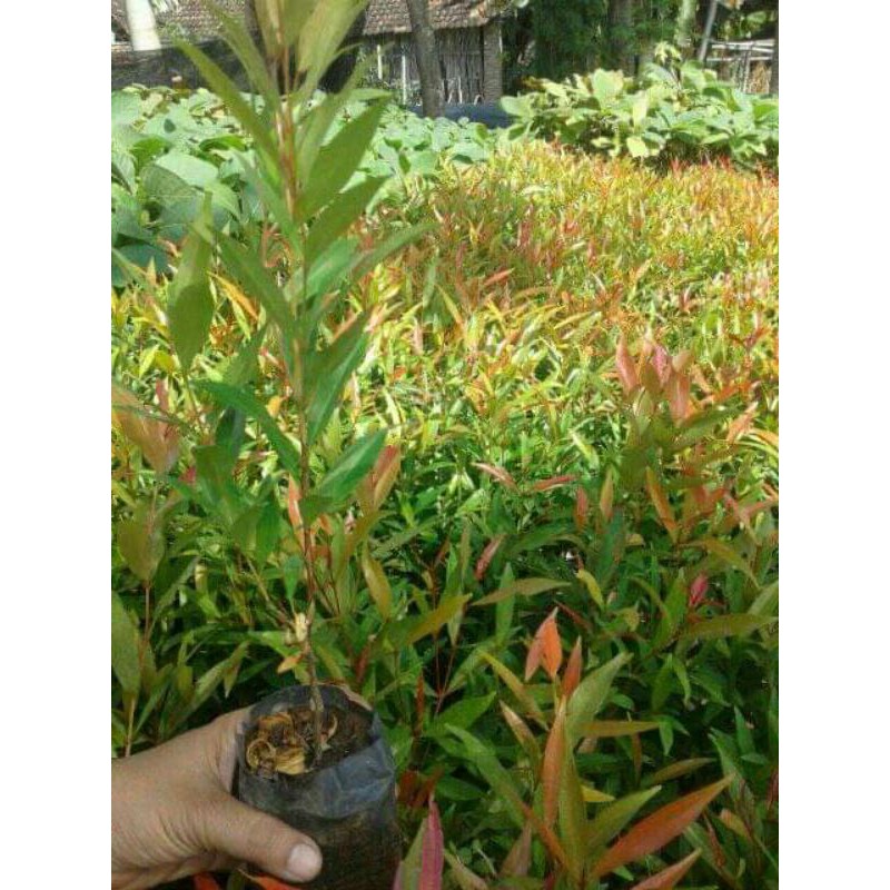 Jual bunga pucuk merah | Shopee Indonesia