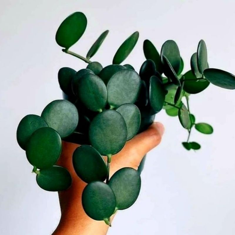 Jual Sukulen Silver Dollar Vine / Xerosicyos Danguyi / Sukulen Koin ...