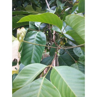 Jual Daun Kecapi Indonesia|Shopee Indonesia