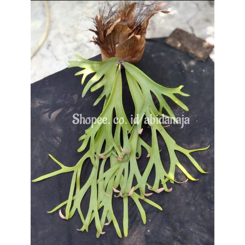 Jual Tanaman Hias Simbar Menjangan/ randuk rusa/ platycerium /Paku ...