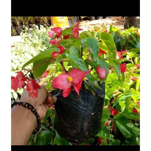 Jual NEW Tanaman hias begonia merah -begonia ijo bunga merah READY ...