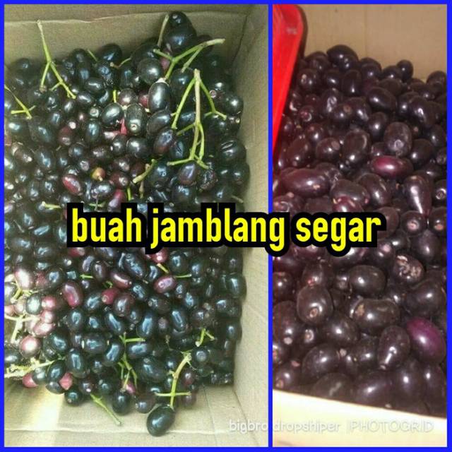 Jual buah jamblang segar 1 kg | Shopee Indonesia