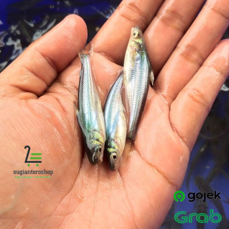 Jual bibit ikan patin ukuran 7-9 cm | Shopee Indonesia
