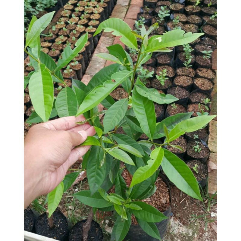 Jual Tanaman Daun Salam | Shopee Indonesia