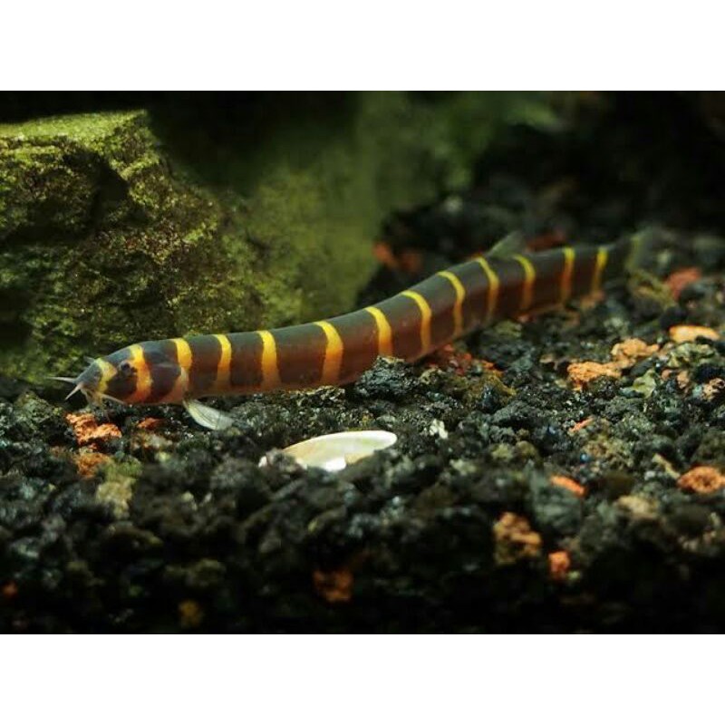 Jual ikan kuhli loach ukuran 5 cm | Shopee Indonesia