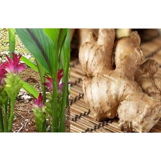 Jual TEMU GIRING BUBUK 250 g Curcuma heyneana Serbuk Temugiring Murni ...