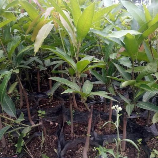 Produk beringin karya | Shopee Indonesia