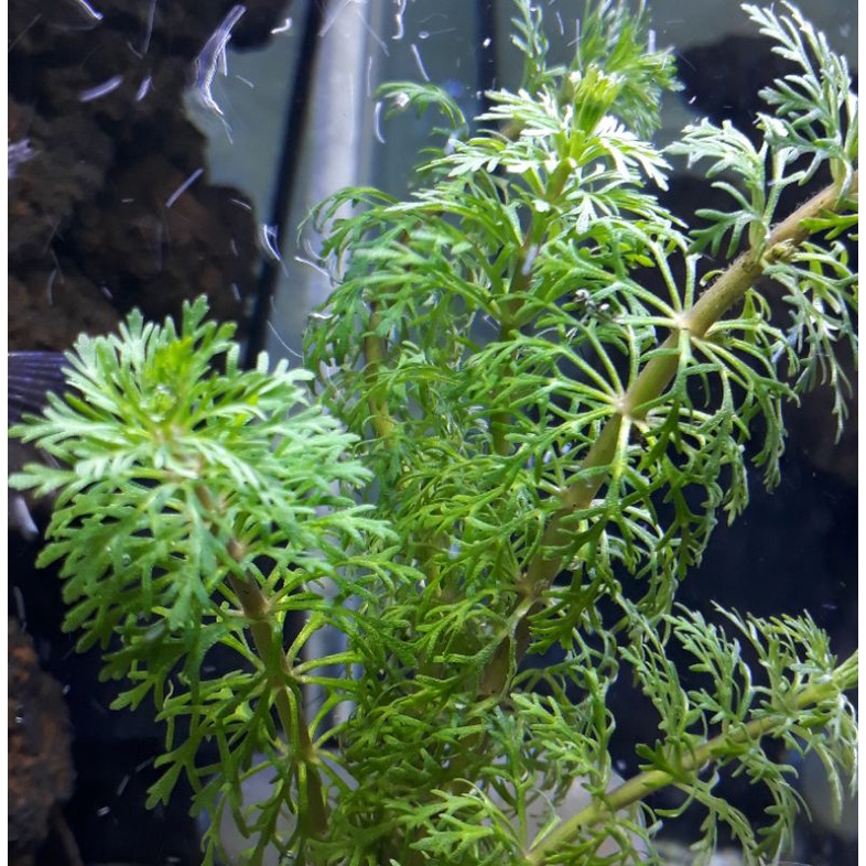 Jual Aksesoris Aquarium Limnophila Sessiliflora / Ambulia Tanaman ...