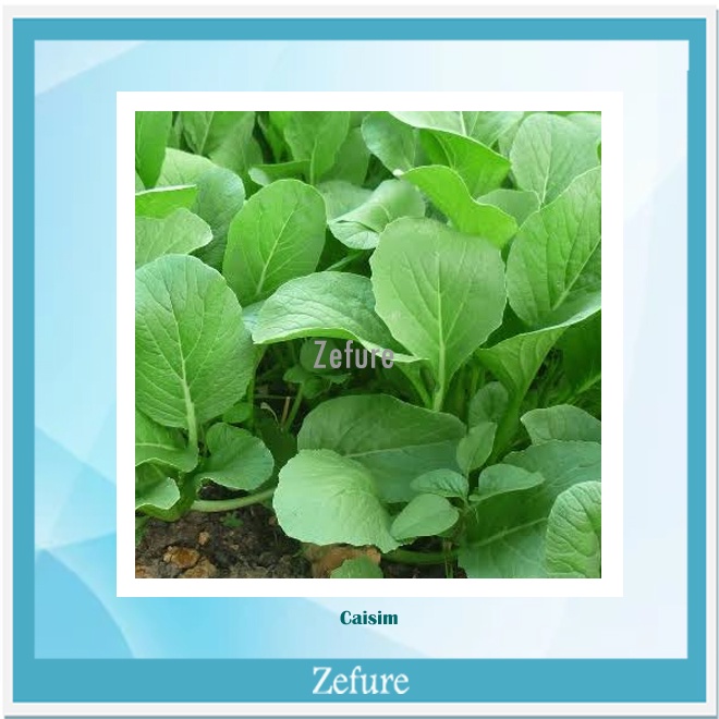 Jual Bibit Cesim Benih Caisim Bibit Sawi hijau Curah kemasan repack ...