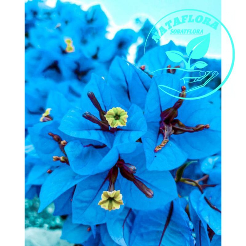 Jual TERLARIS!!TANAMAN HIAS BUGENVIL BUNGA KERTAS//SOFT BLUE ICE ...