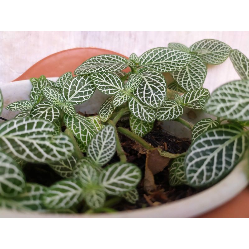 Jual Tanaman Hias Fitonia fittonia Hijau | Shopee Indonesia
