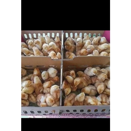 Jual Doc Anak Ayam Petelur Grade Polos 1 Box Isi 102 Ekor | Shopee ...