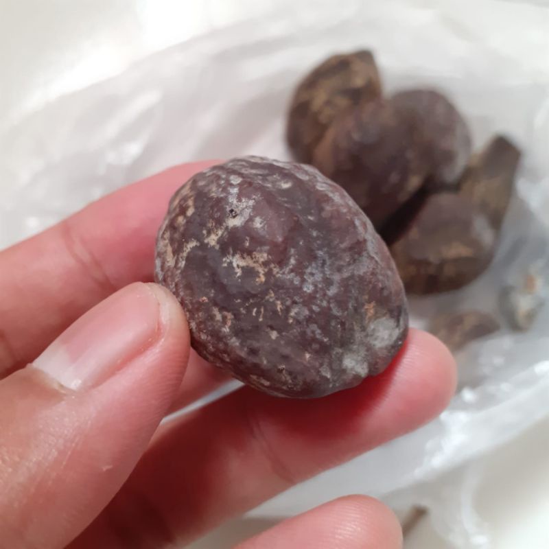 Jual muncang adu jayanti ori garut jawa yanti nyonyo jalim 4g | Shopee ...