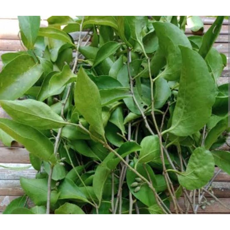 Jual Daun benalu mangga/250 gram | Shopee Indonesia