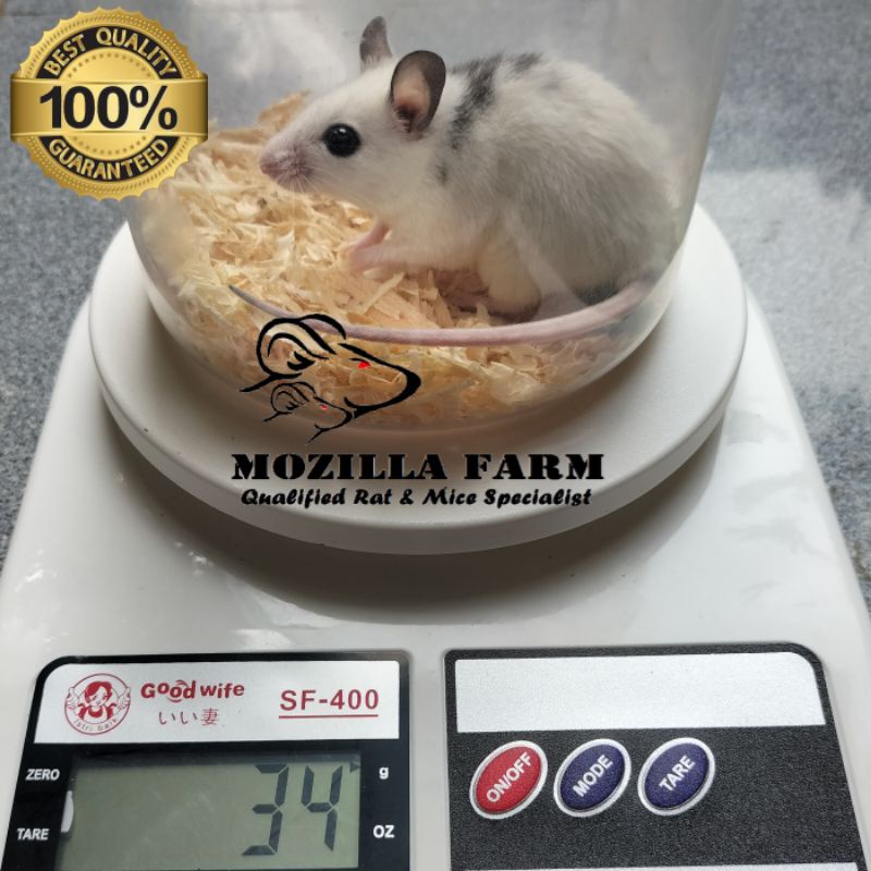 Jual ASF Rat / African Soft Fur Rat Size Medium ( 31-40 Gram ) | Shopee ...