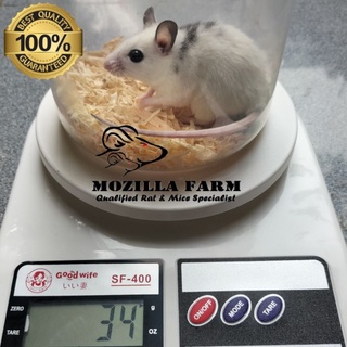 Jual ASF Rat / African Soft Fur Rat Size Medium ( 31-40 Gram ) | Shopee ...
