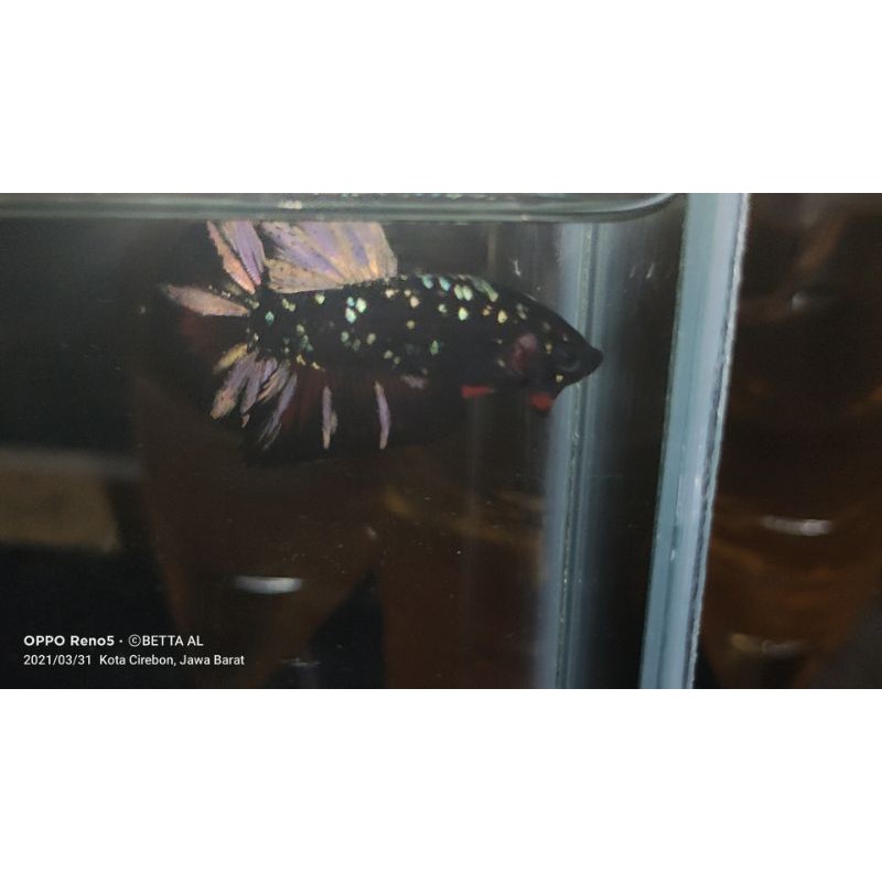 Jual 1 pair Avatar cooper (settingan induk) | Shopee Indonesia