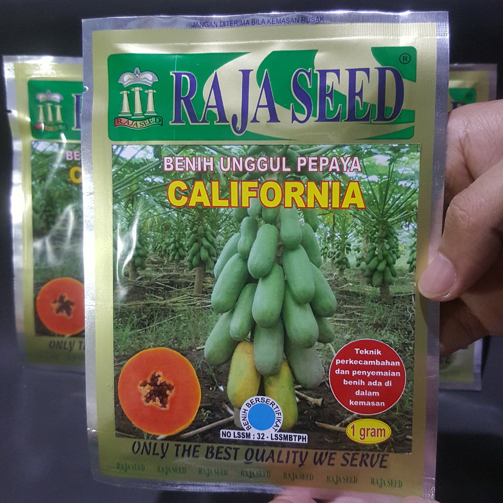Jual Benih Pepaya California Raja Seed 1 Gram Benih Bersertifikat ...